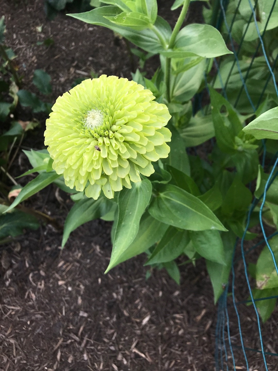 Zinnia elegans 'Envy' - PictureThis