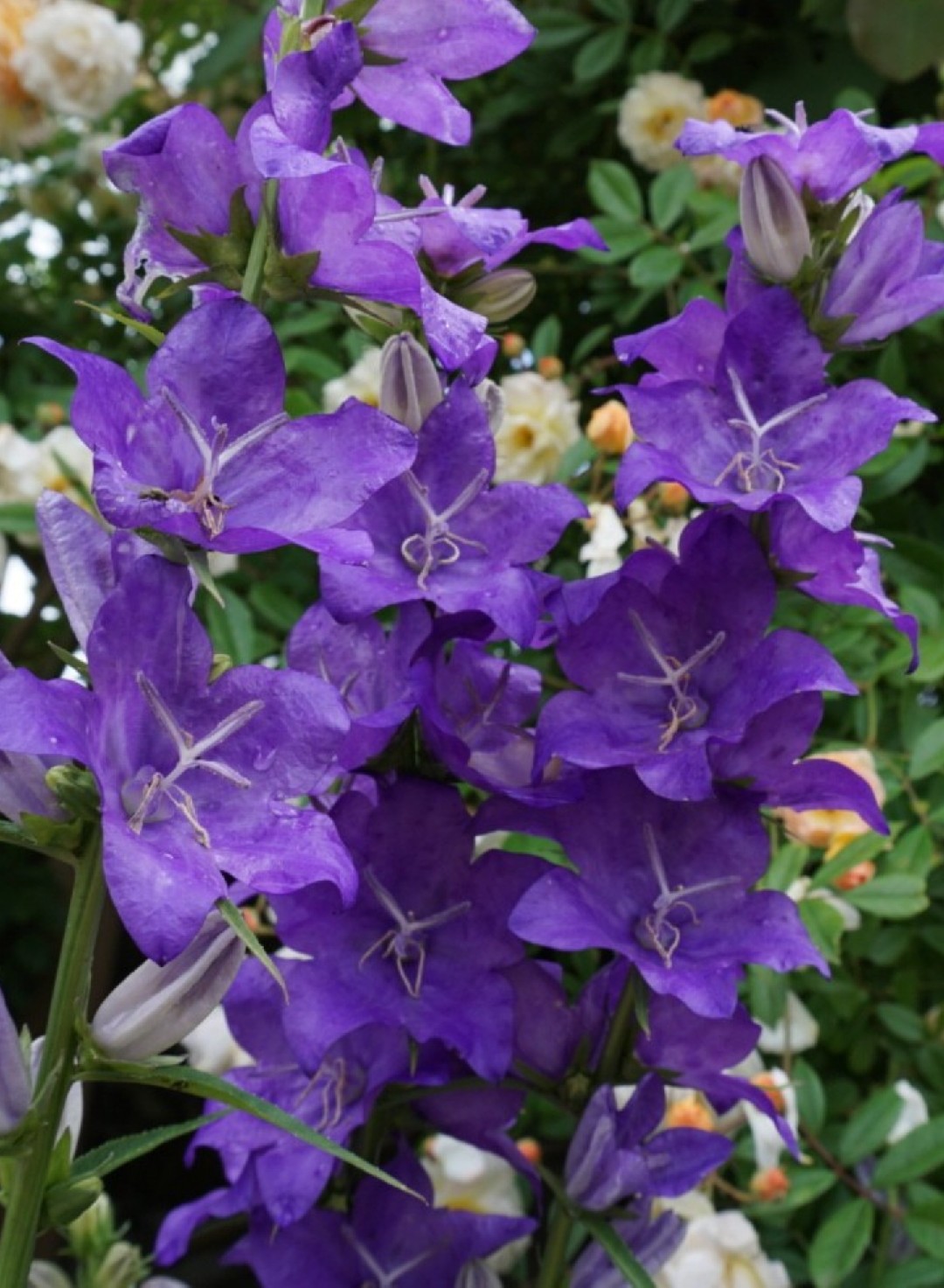 Campanula latiloba 'Highcliffe Variety' - PictureThis