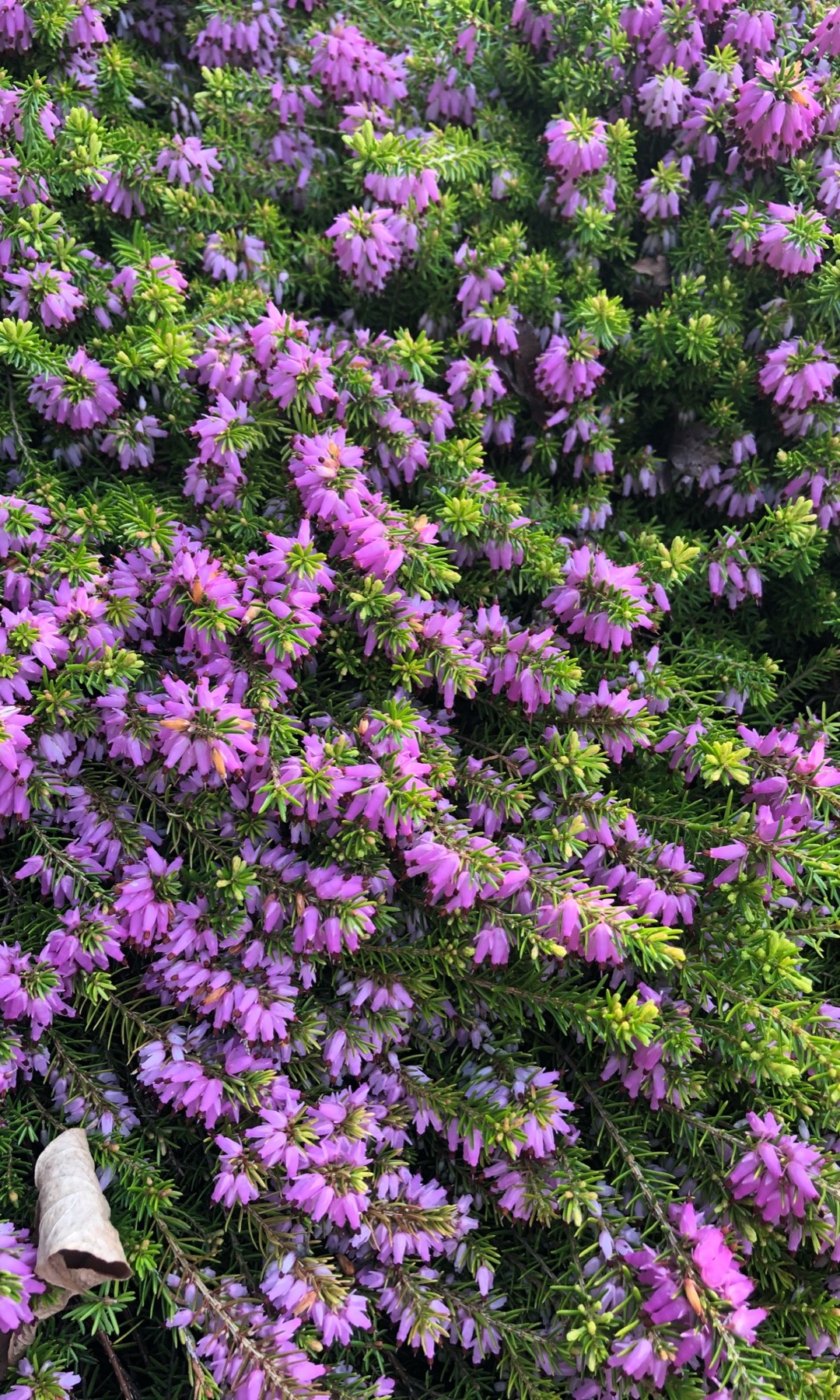 Erica (Erica) - PictureThis