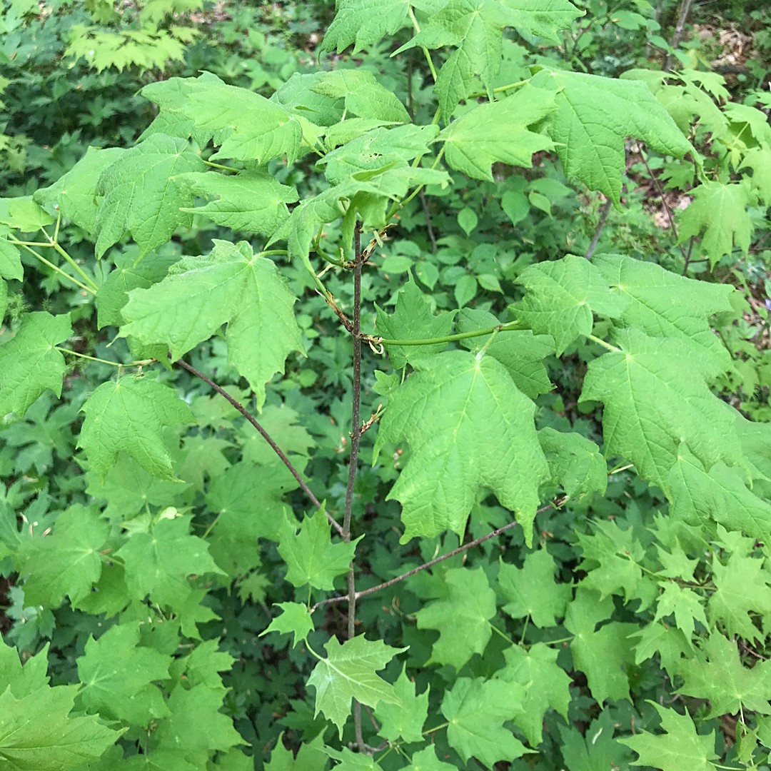 Qual é a distância entre as árvores de acer nigrum - PictureThis