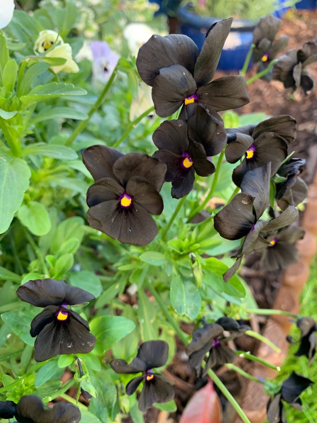 Viola cornuta 'Molly Sanderson' - PictureThis