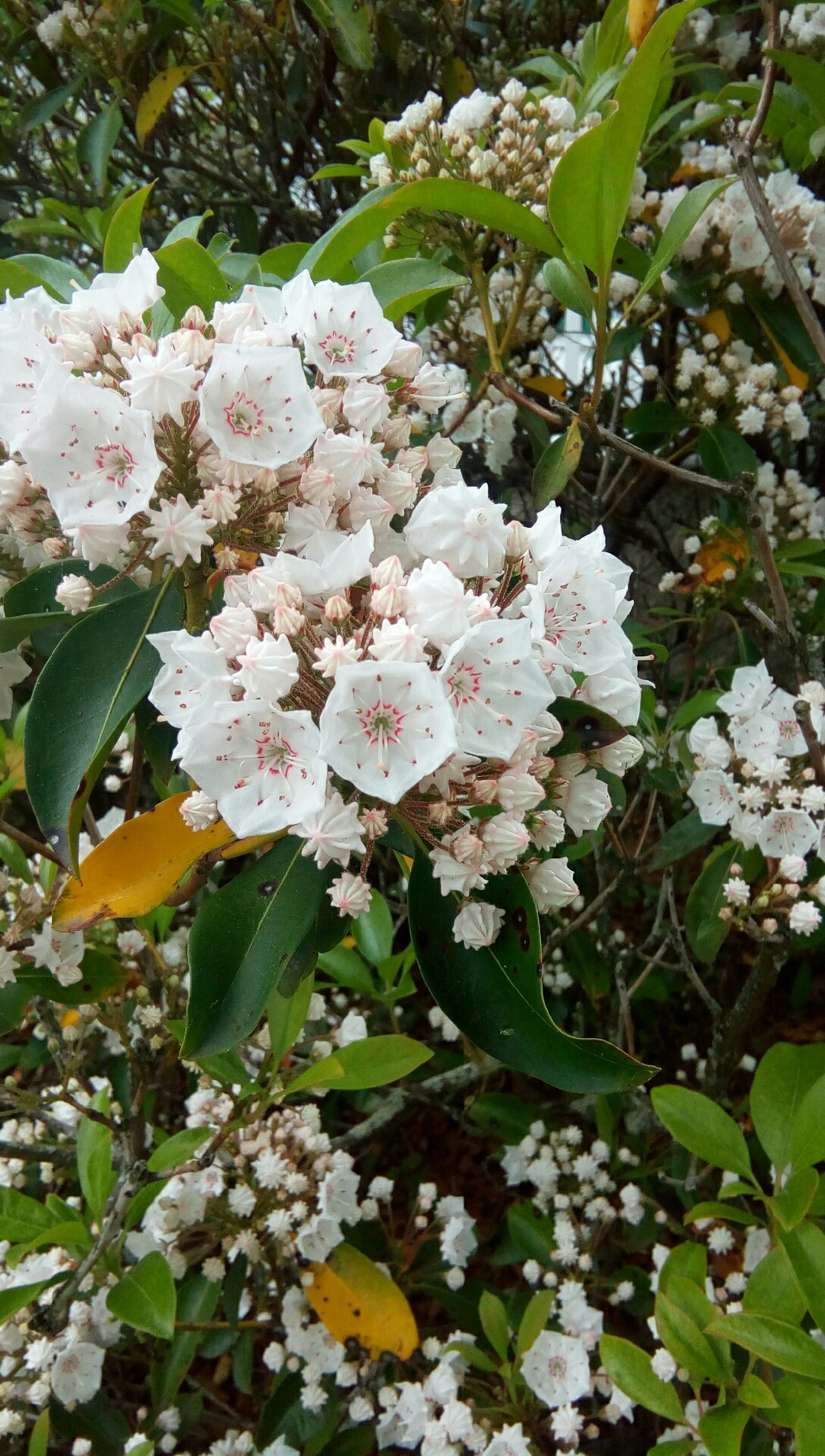 Kalmia latifolia 'Elf' - PictureThis