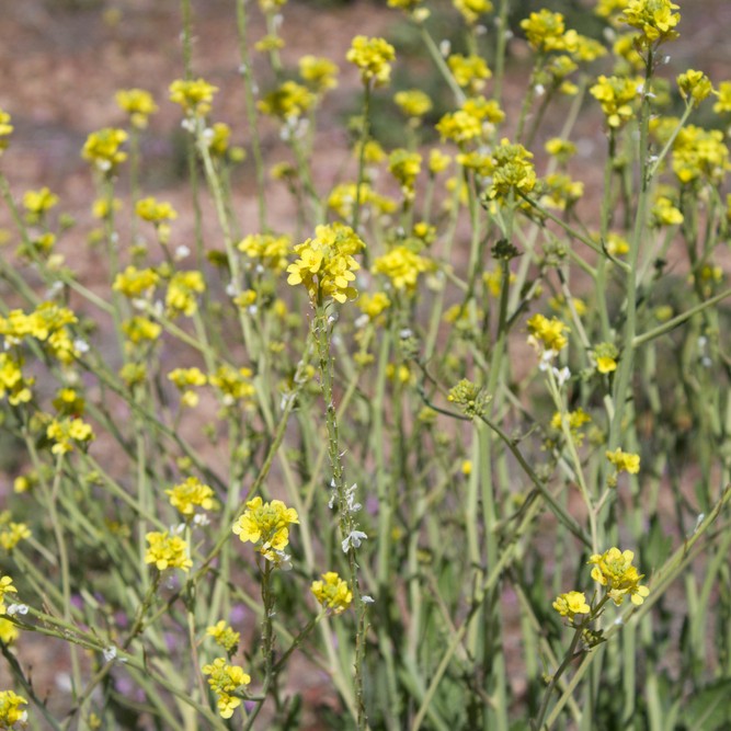 Jaramago blanco (Hirschfeldia incana) - PictureThis