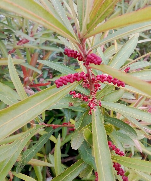 Willow-leaved water croton (Homonoia riparia) Flower, Leaf, Uses ...