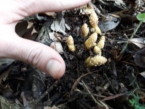 Balanophora tobiracola - PictureThis