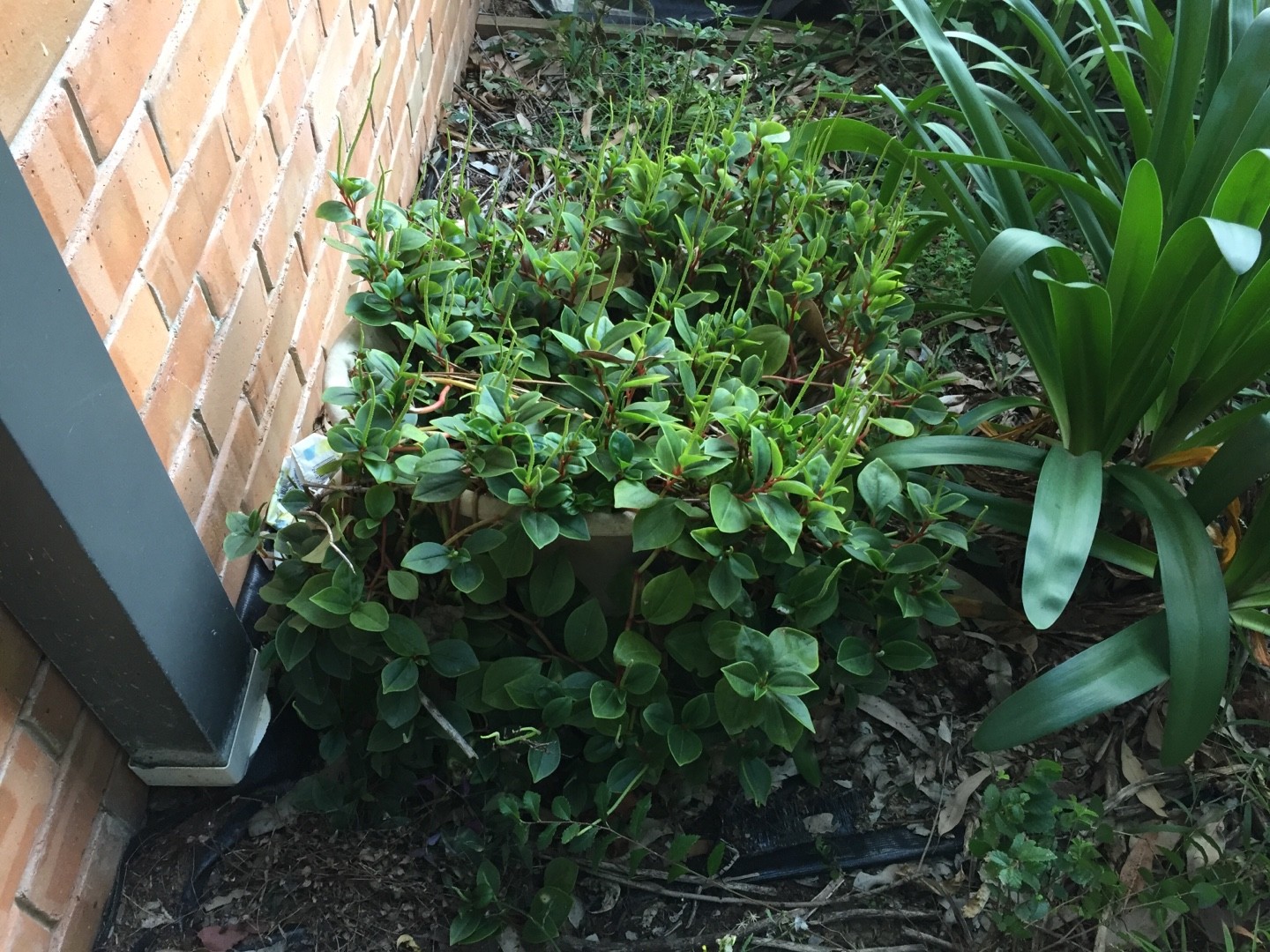 Verdolaguilla (Peperomia blanda) - PictureThis