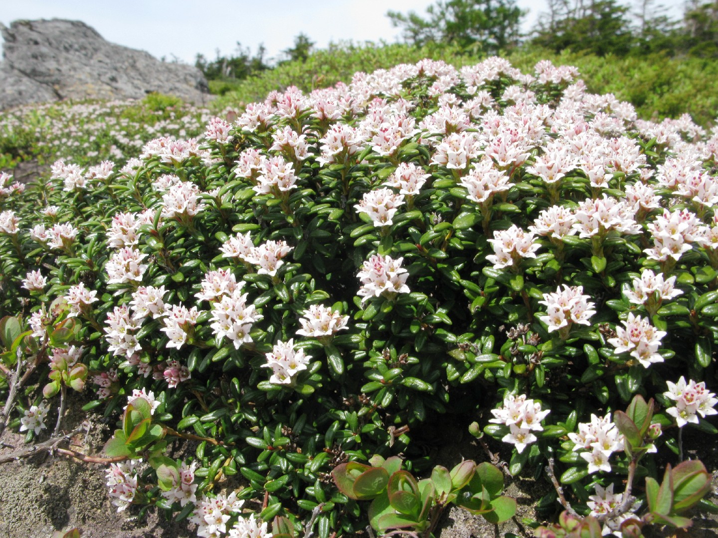 Kalmia procumbens - PictureThis