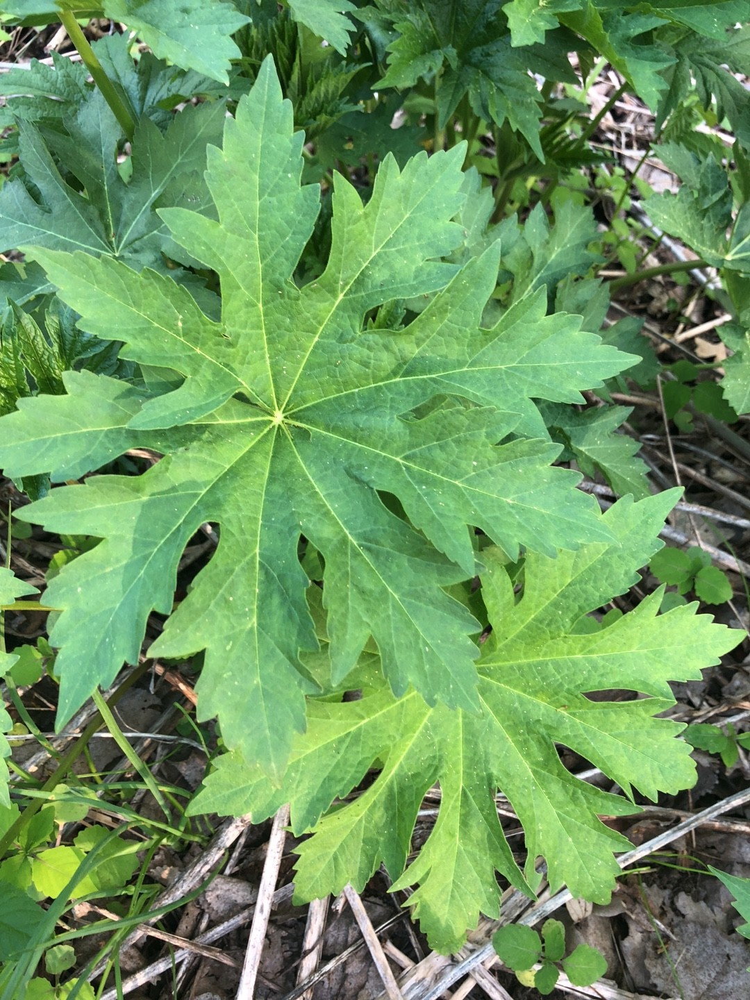 Napaea dioica - PictureThis