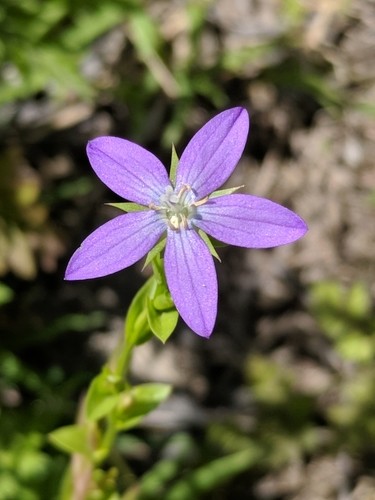 Triodanis perfoliata subsp. biflora - PictureThis