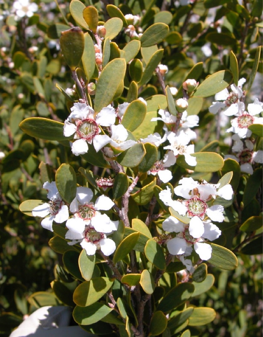 Leptospermum - PictureThis