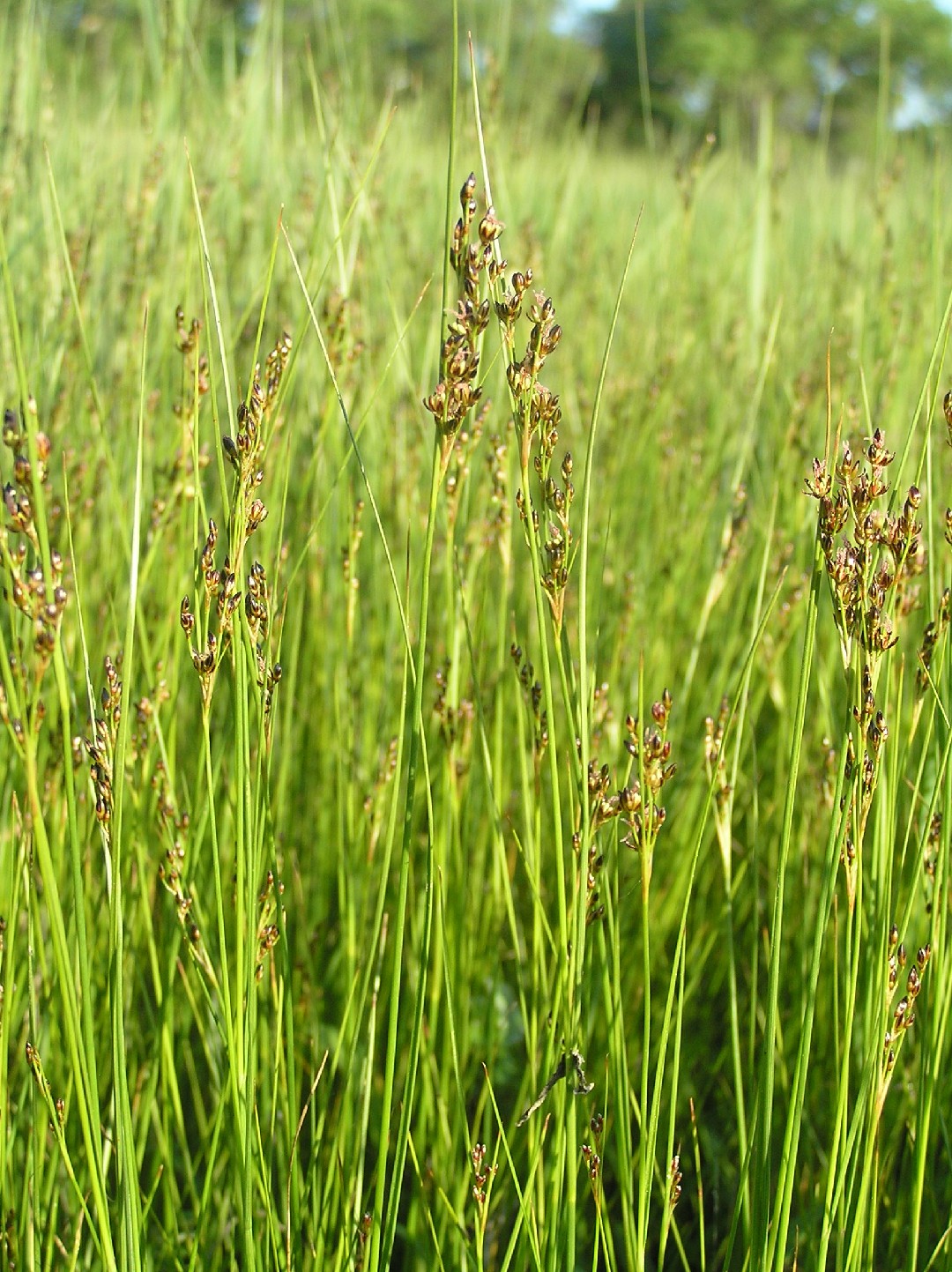 Juncus gerardii 照顧，繁殖，開花時間 - PictureThis