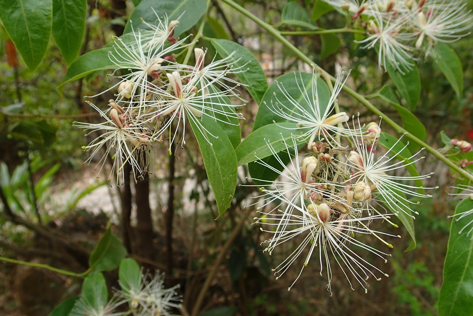 Capparis bodinieri - PictureThis