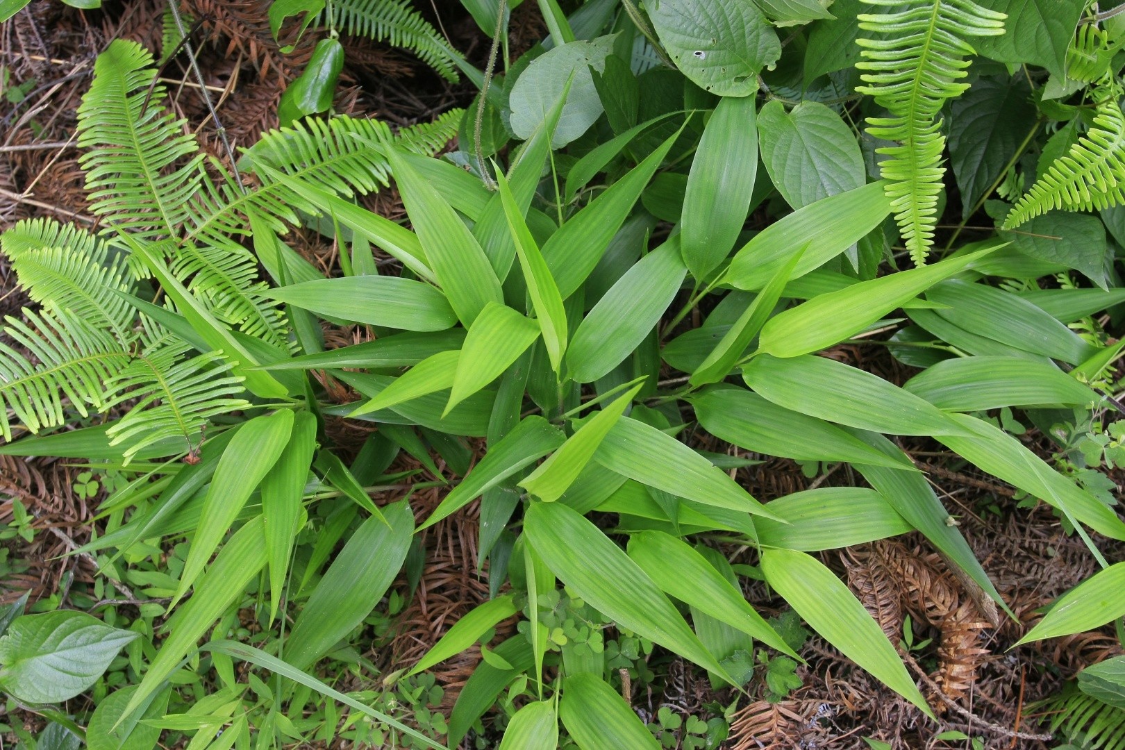 Lophatherum gracile - PictureThis