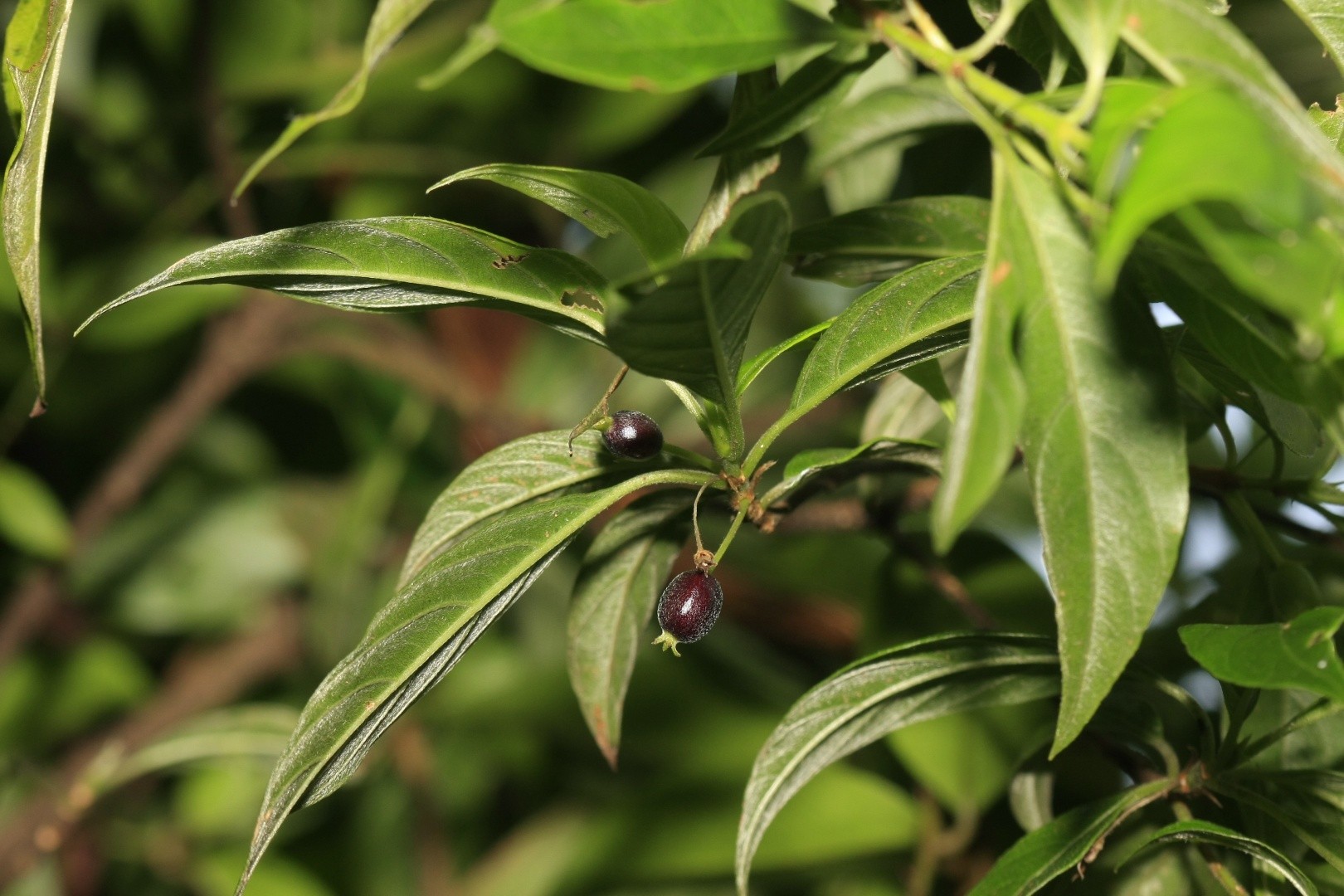 Antirhea chinensis Flower, Leaf, Uses - PictureThis