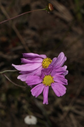 Coreopsis nudata - PictureThis