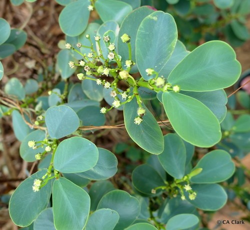 Euphorbia celastroides - PictureThis