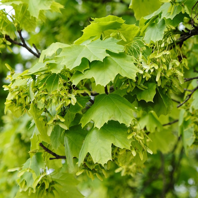Érable plane (Acer platanoides) - Picturethis