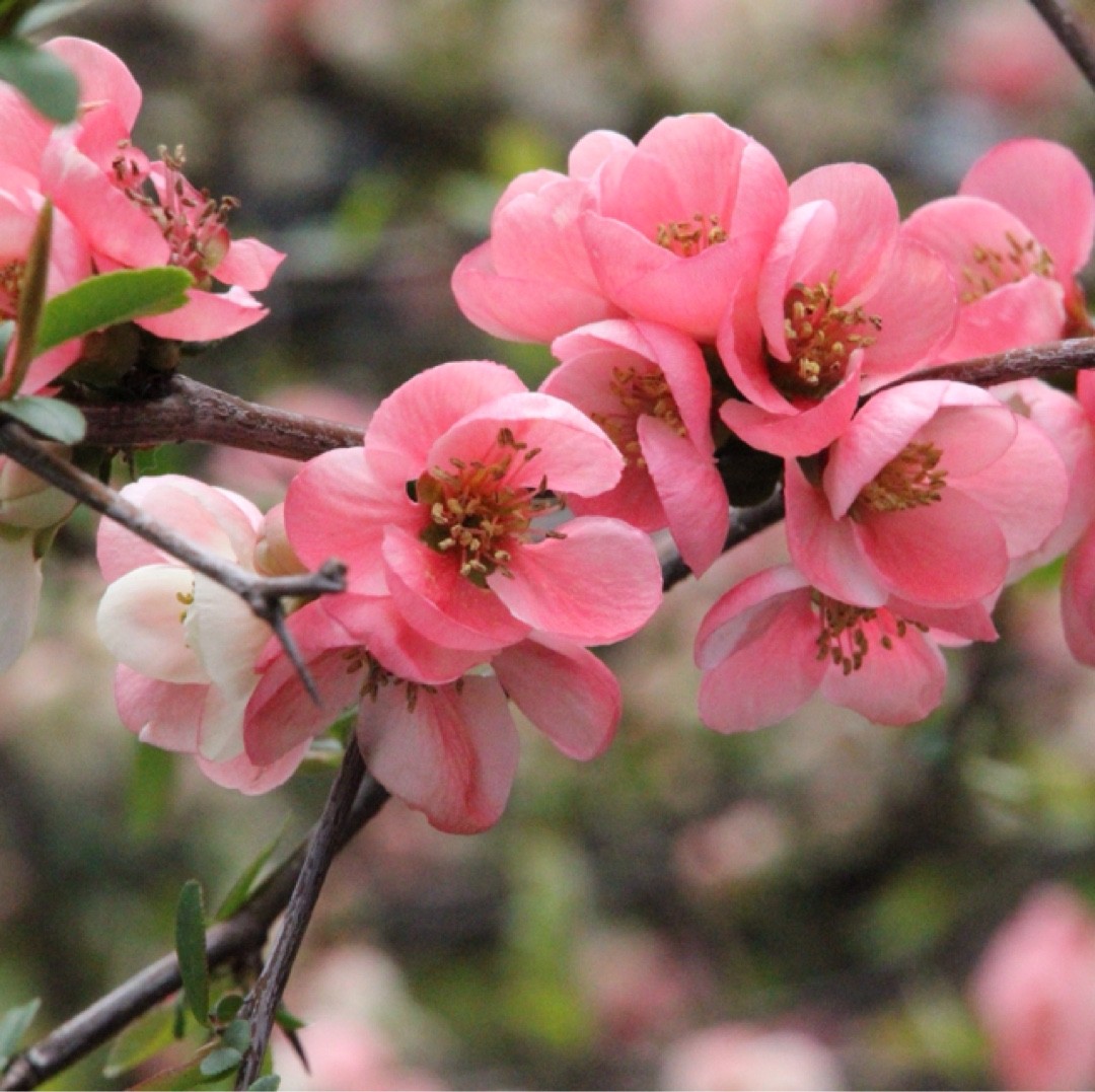Chaenomeles × superba 'Pink Lady' - PictureThis