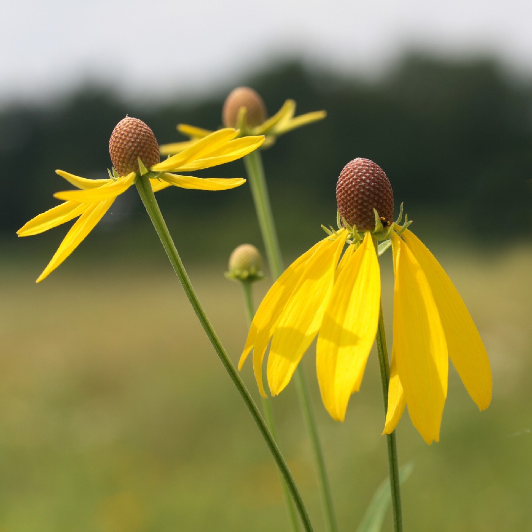 Il rudbeckia pinnata è annuale o perenne? - PictureThis