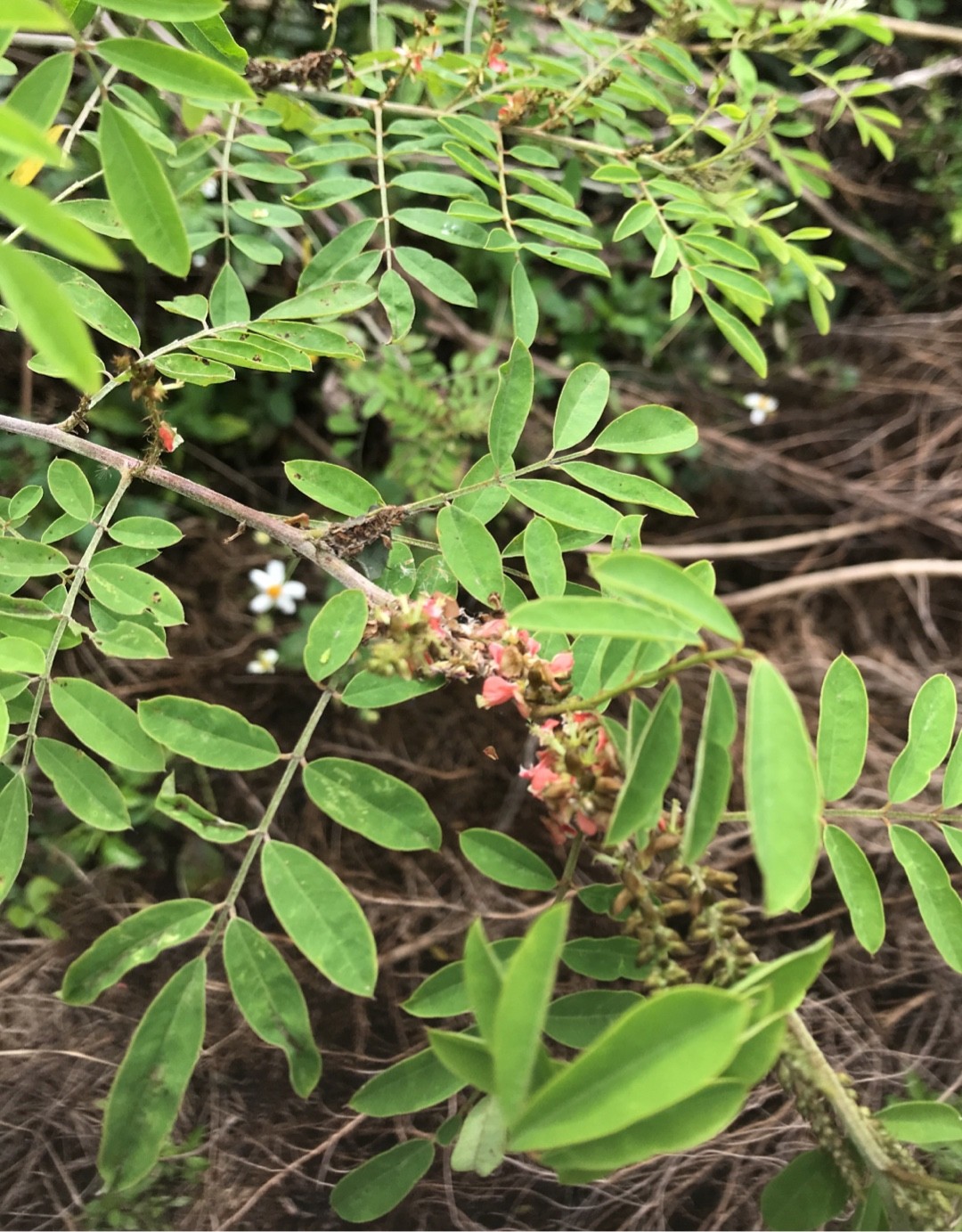 Indigofera suffruticosa - PictureThis