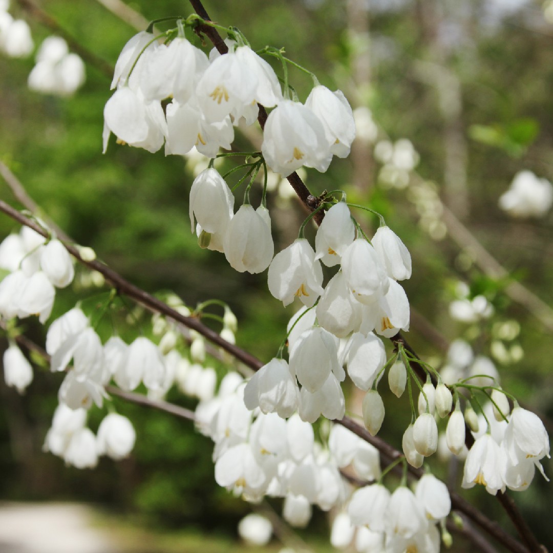 Halesia carolina (Halesia carolina) - PictureThis