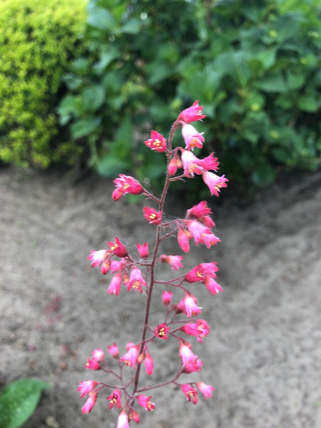 휴케라 (Heuchera sanguinea) - PictureThis