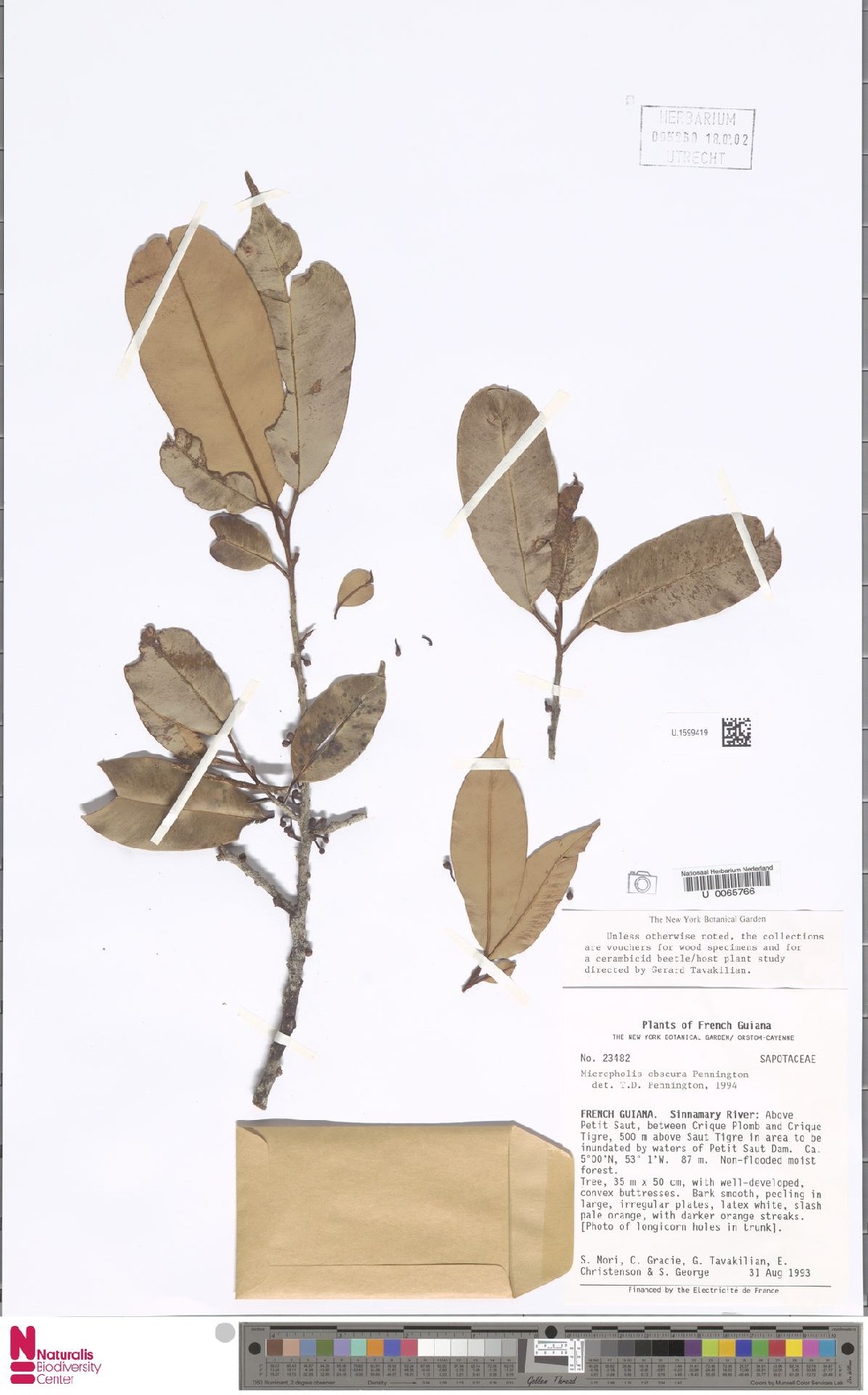 Micropholis - PictureThis