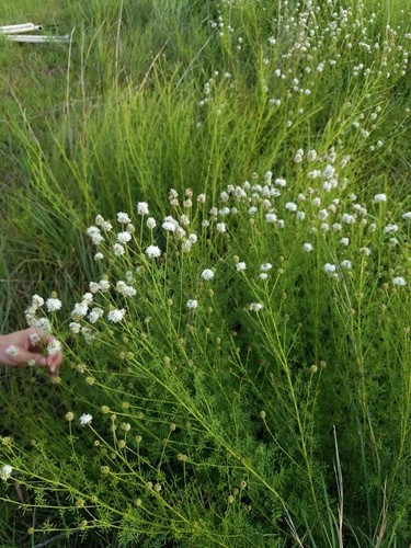 Dalea multiflora - PictureThis