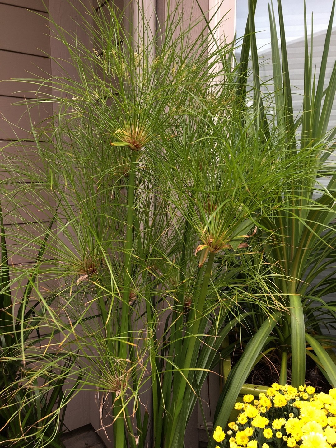 Flatsedges (Cyperus) - PictureThis