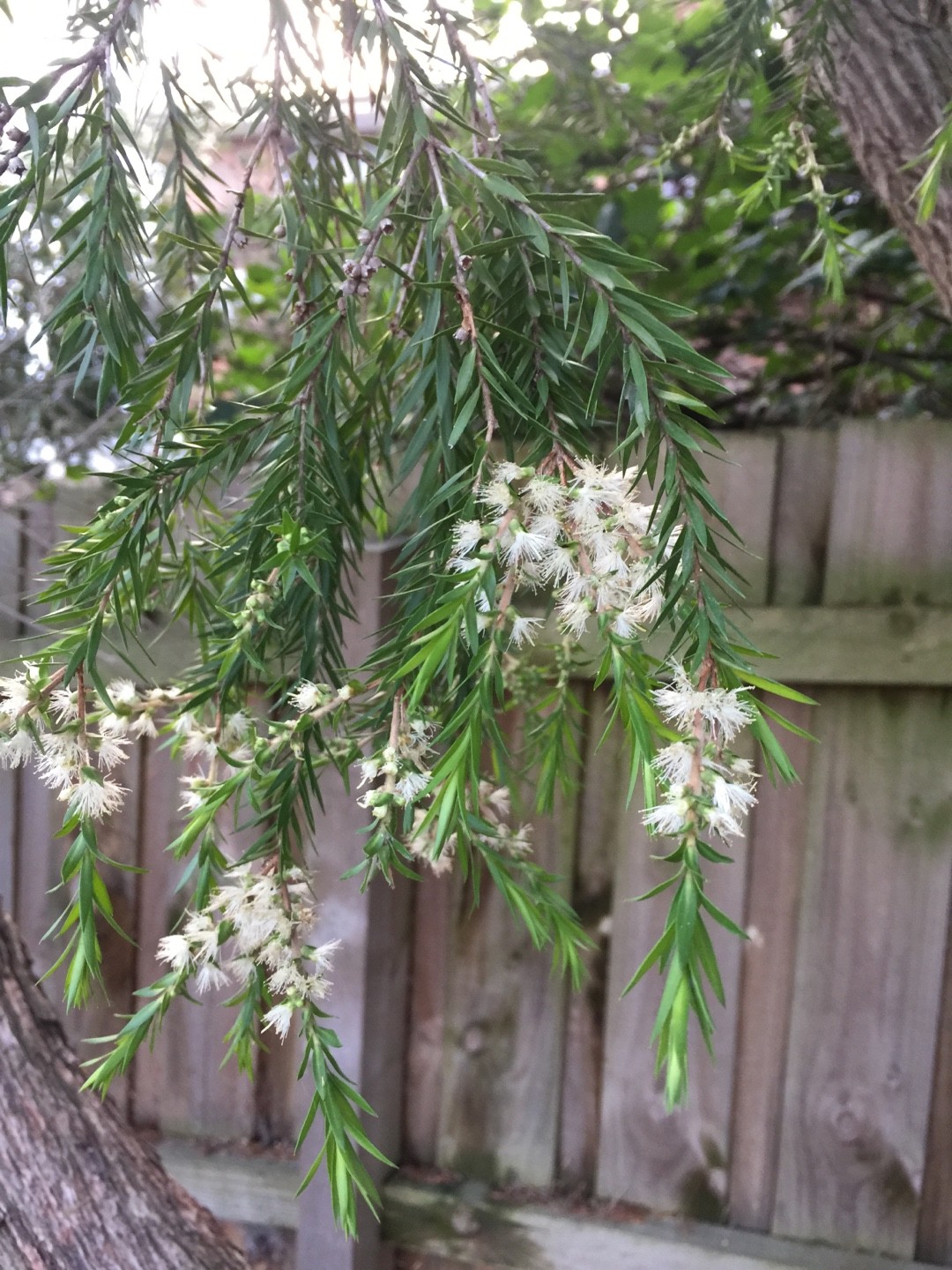 Melaleuca linariifolia - PictureThis