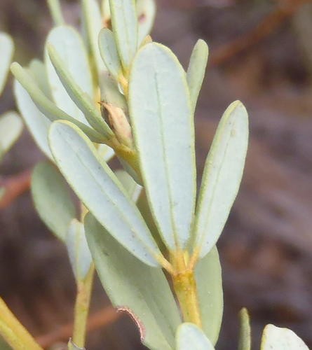 Cyclopia falcata - PictureThis