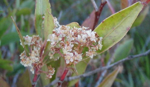 Pterocelastrus rostratus - PictureThis