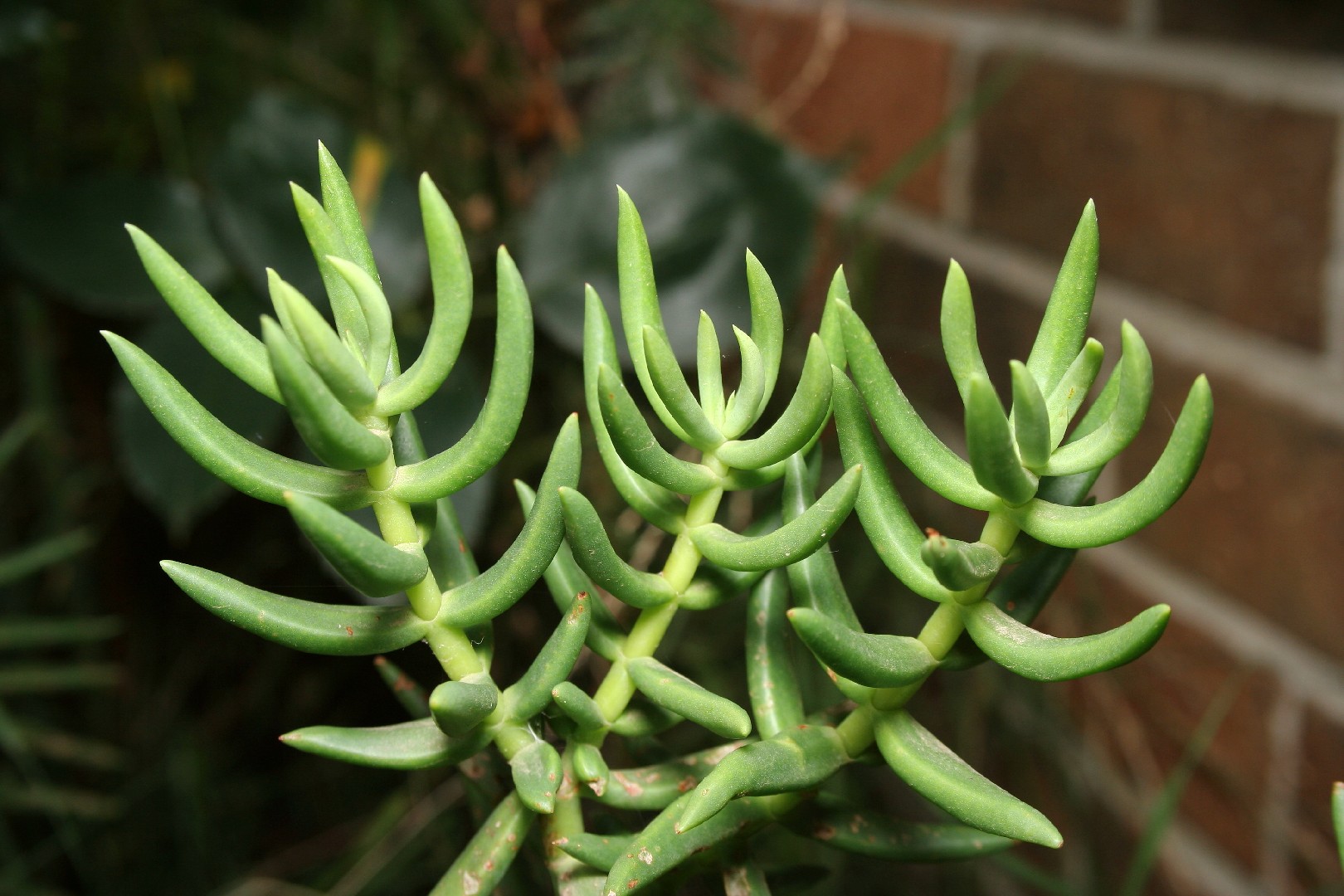 Crassula tetragona - PictureThis