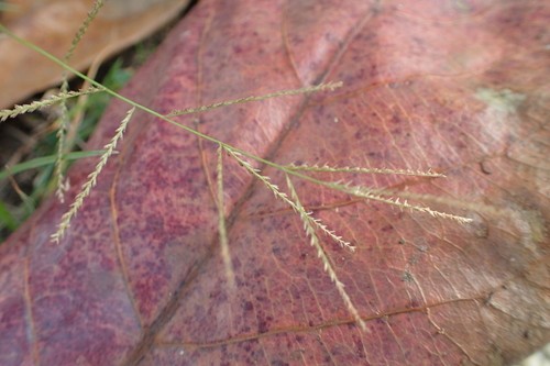 Leptochloa panicea - PictureThis