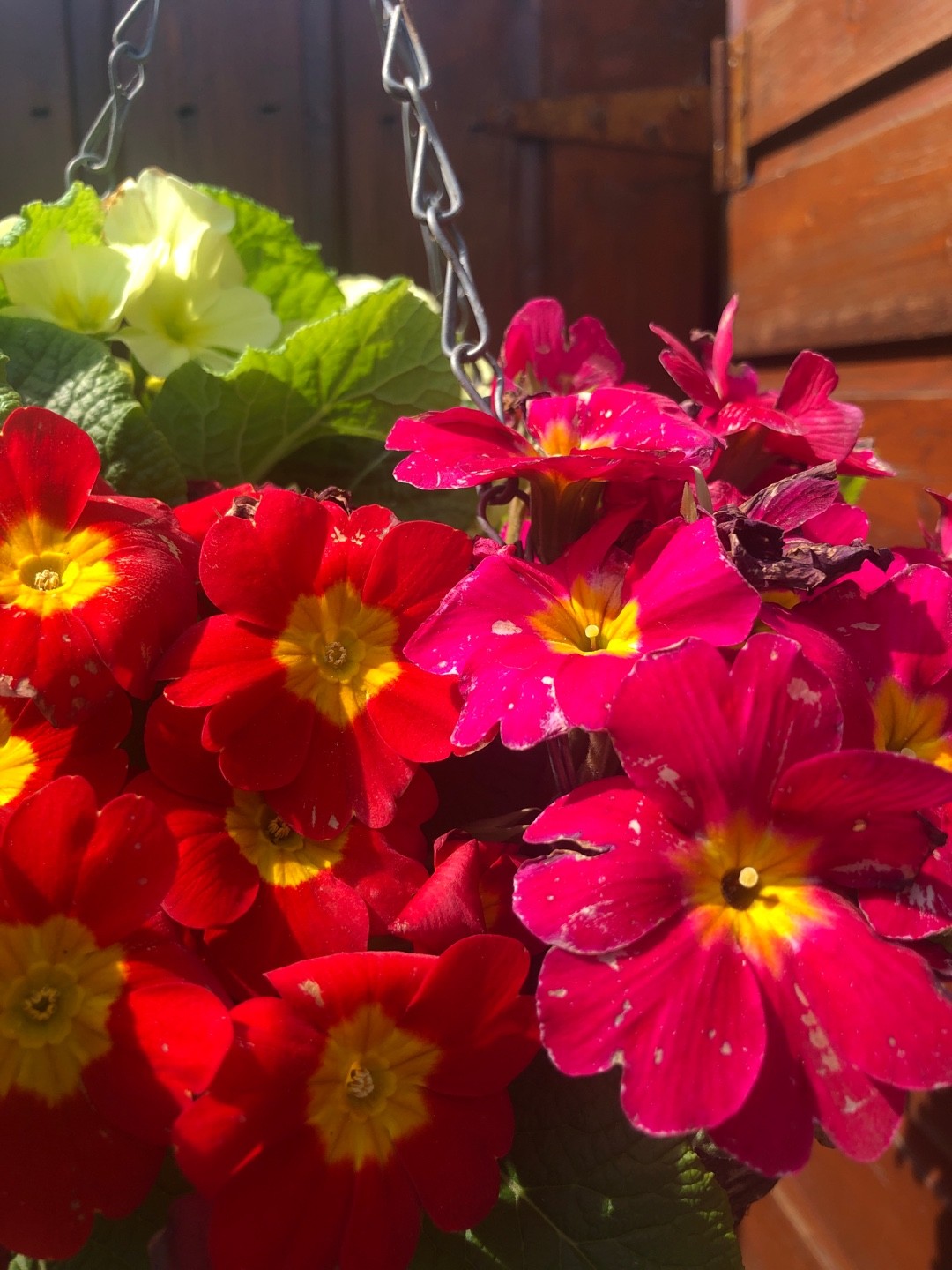 Primula - PictureThis