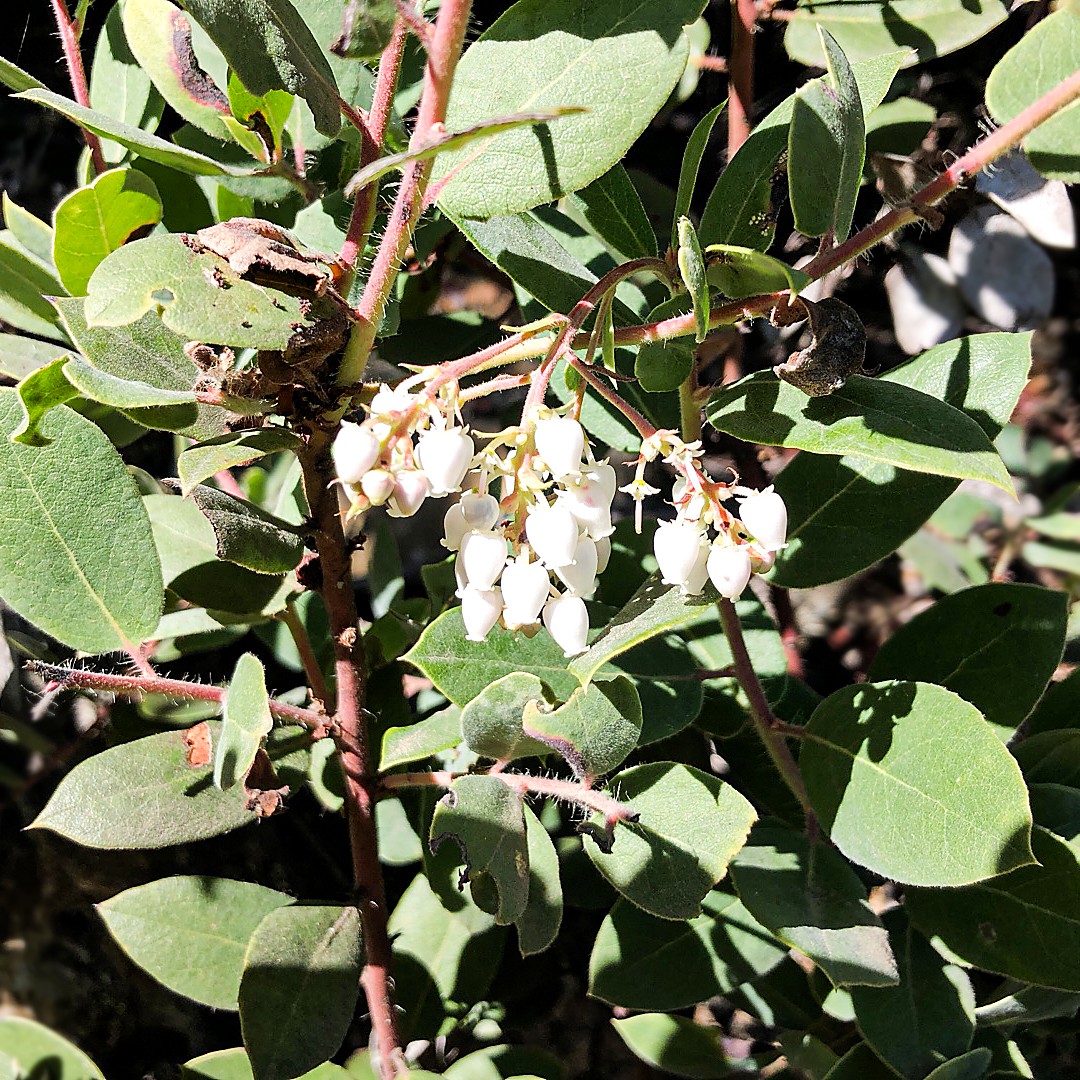 Arctostaphylos glandulosa - PictureThis