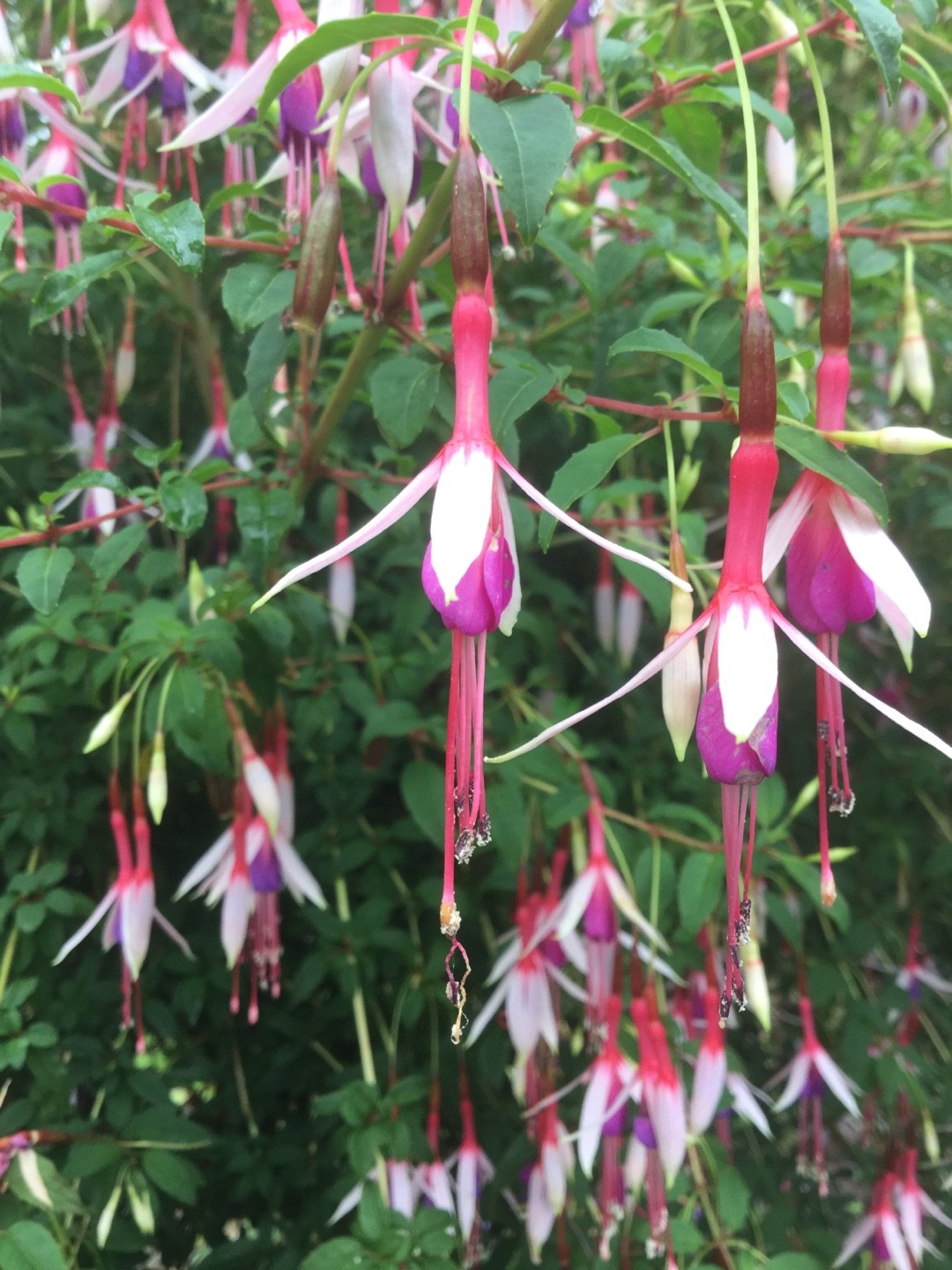 Fuchsia magellanica 'Lady Bacon' Flower, Leaf, Uses - PictureThis