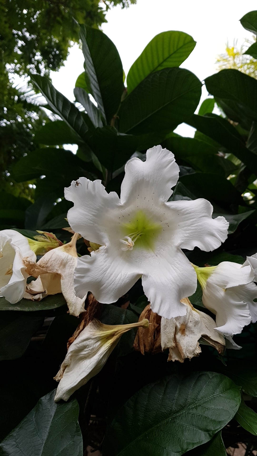 Beaumontia grandiflora (Beaumontia grandiflora) - PictureThis