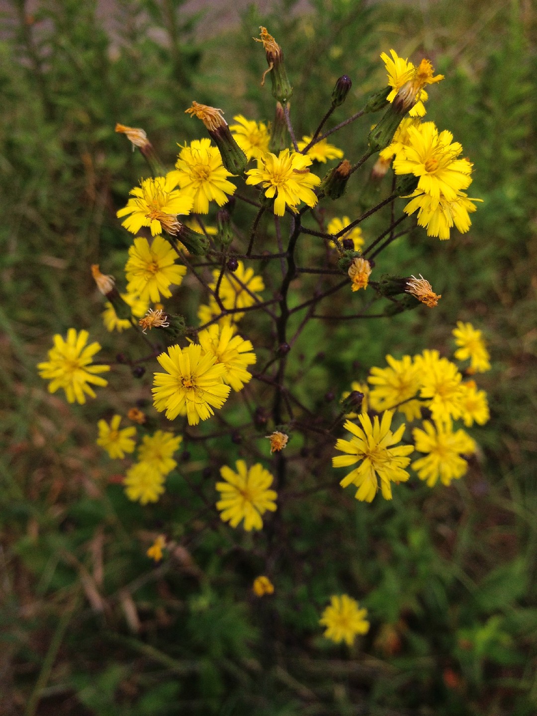Hieracium gronovii - PictureThis
