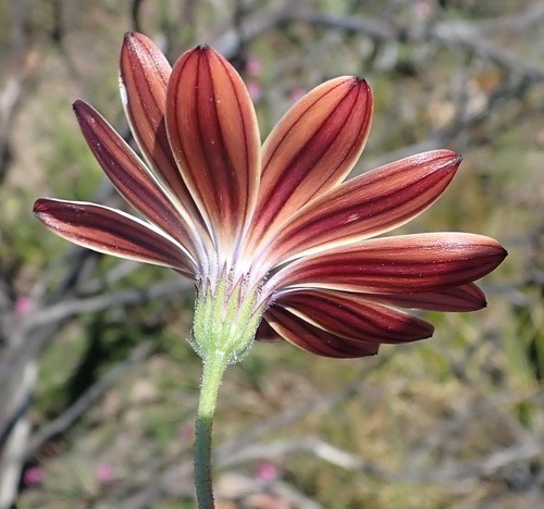 Dimorphotheca montana - PictureThis