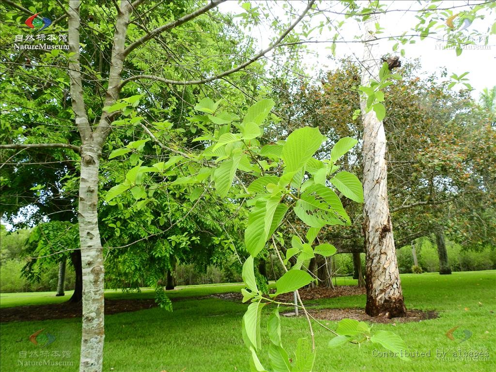 Mitragyna - PictureThis