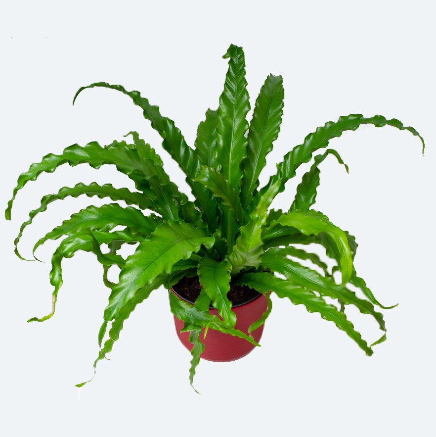 Bird's-nest fern 'Osaka' (Asplenium nidus 'Osaka') Flower, Leaf, Care ...