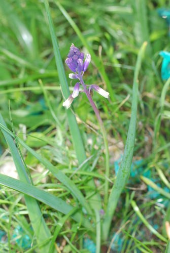 Bellevalia trifoliata (Bellevalia trifoliata) - PictureThis