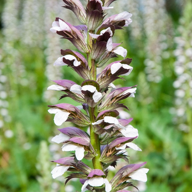 Acanto (Acanthus mollis) - Picturethis