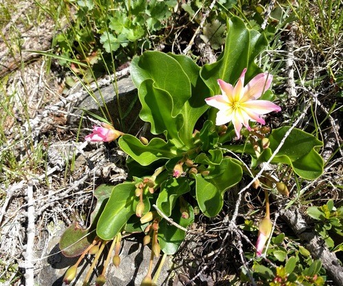 Cistanthe - PictureThis