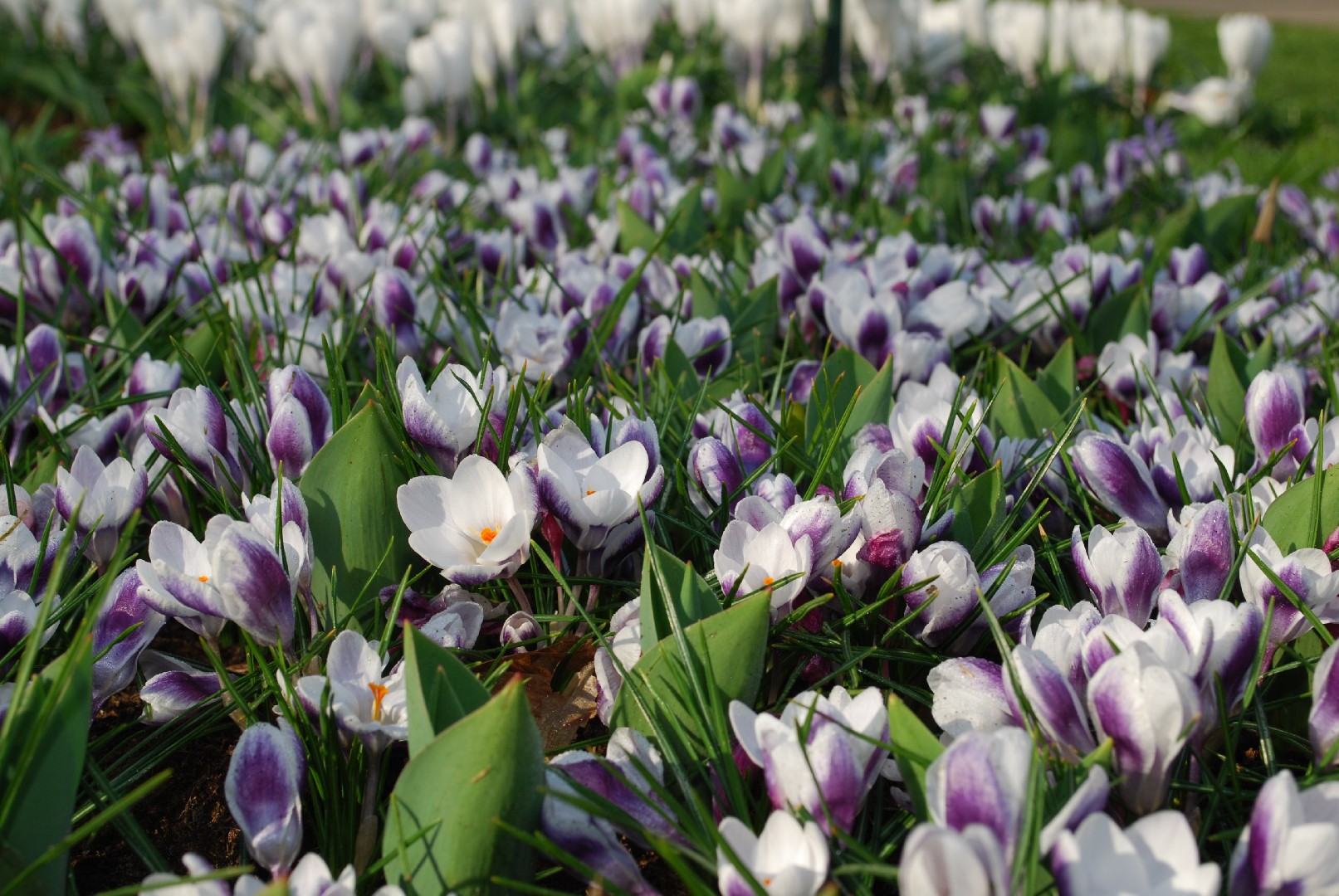 Crocus - PictureThis