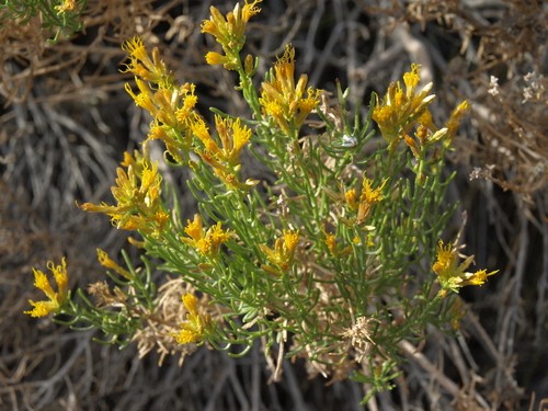 Ericameria teretifolia - PictureThis