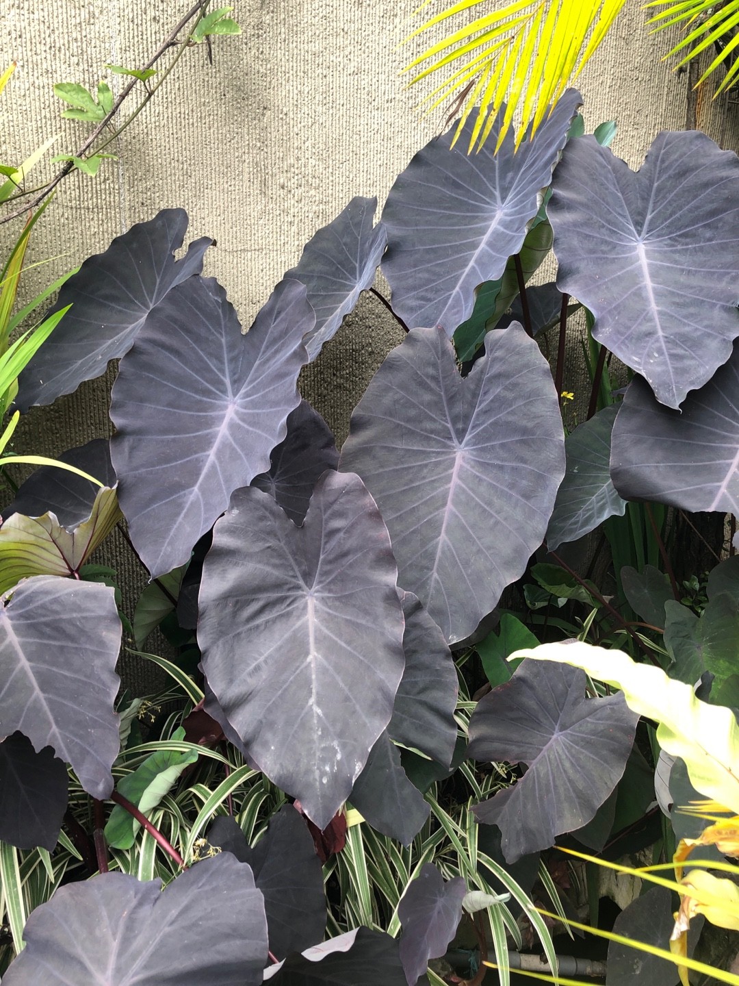 Colocasia (Colocasia) - PictureThis