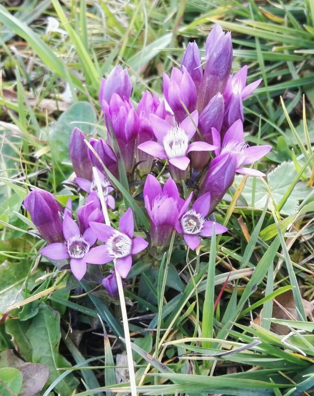Gentiane d'allemagne (Gentianella germanica) - PictureThis