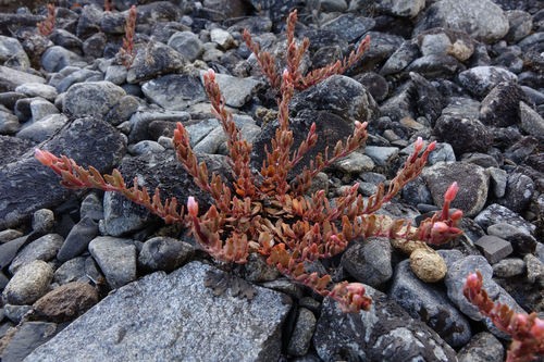 Epilobium rostratum - PictureThis